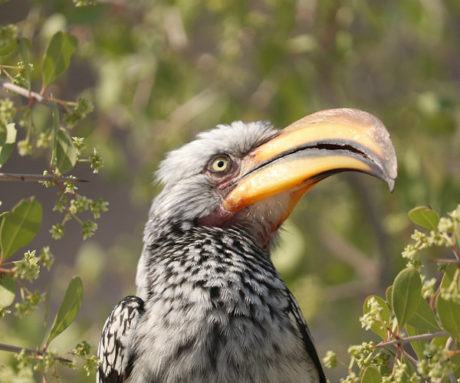10 reasons to go on a safari to Namibia during the 'Green Season' - A ...