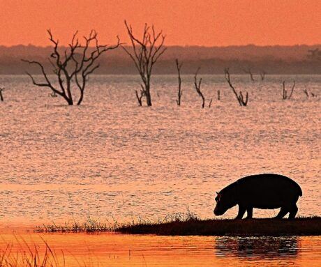 Zambia's enchanting Kafue National Park - A Luxury Travel Blog