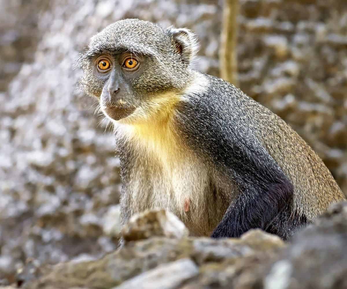 Top spots to safari in Zambia - A Luxury Travel Blog