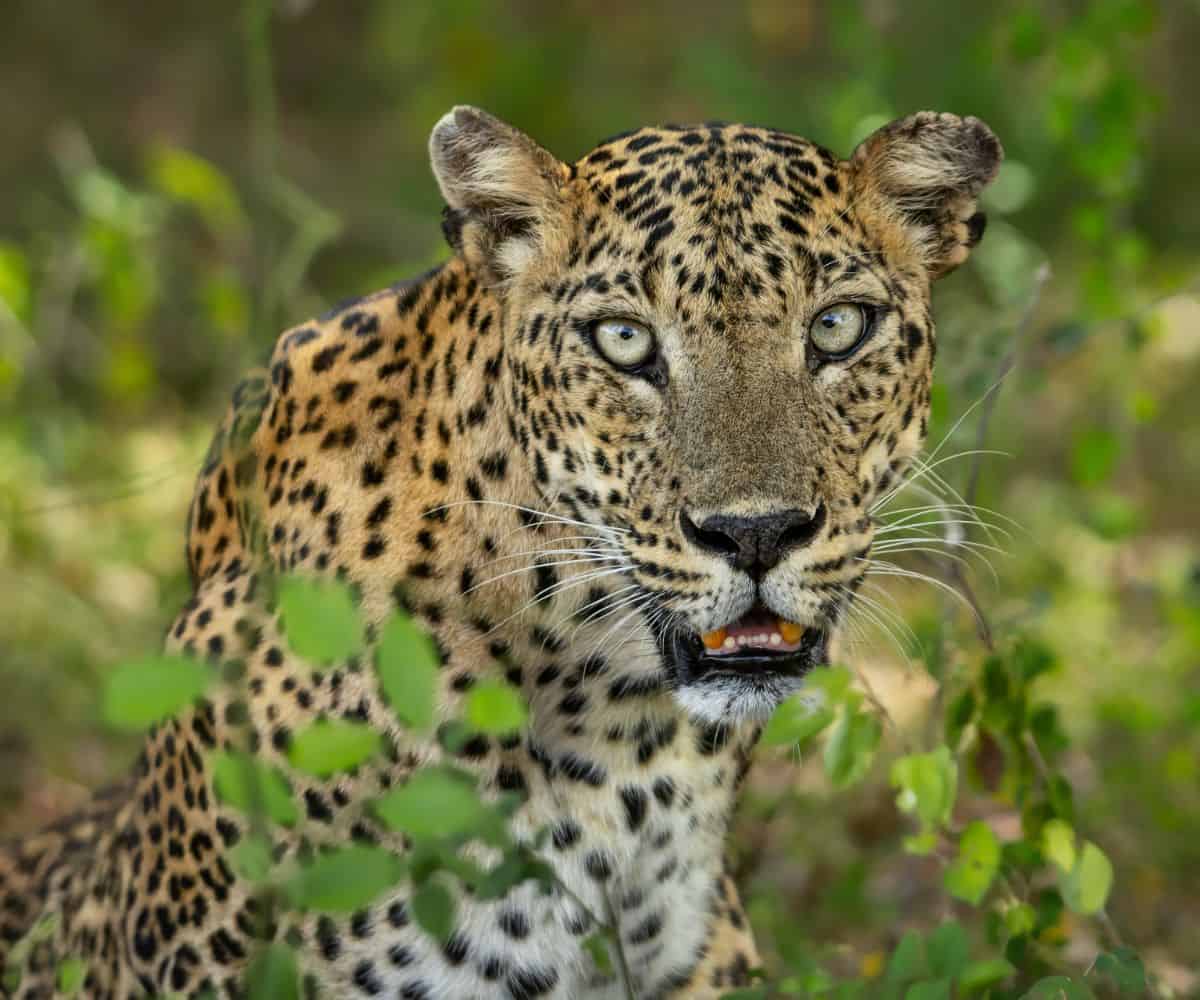 Remembering Leopards - A Luxury Travel Blog