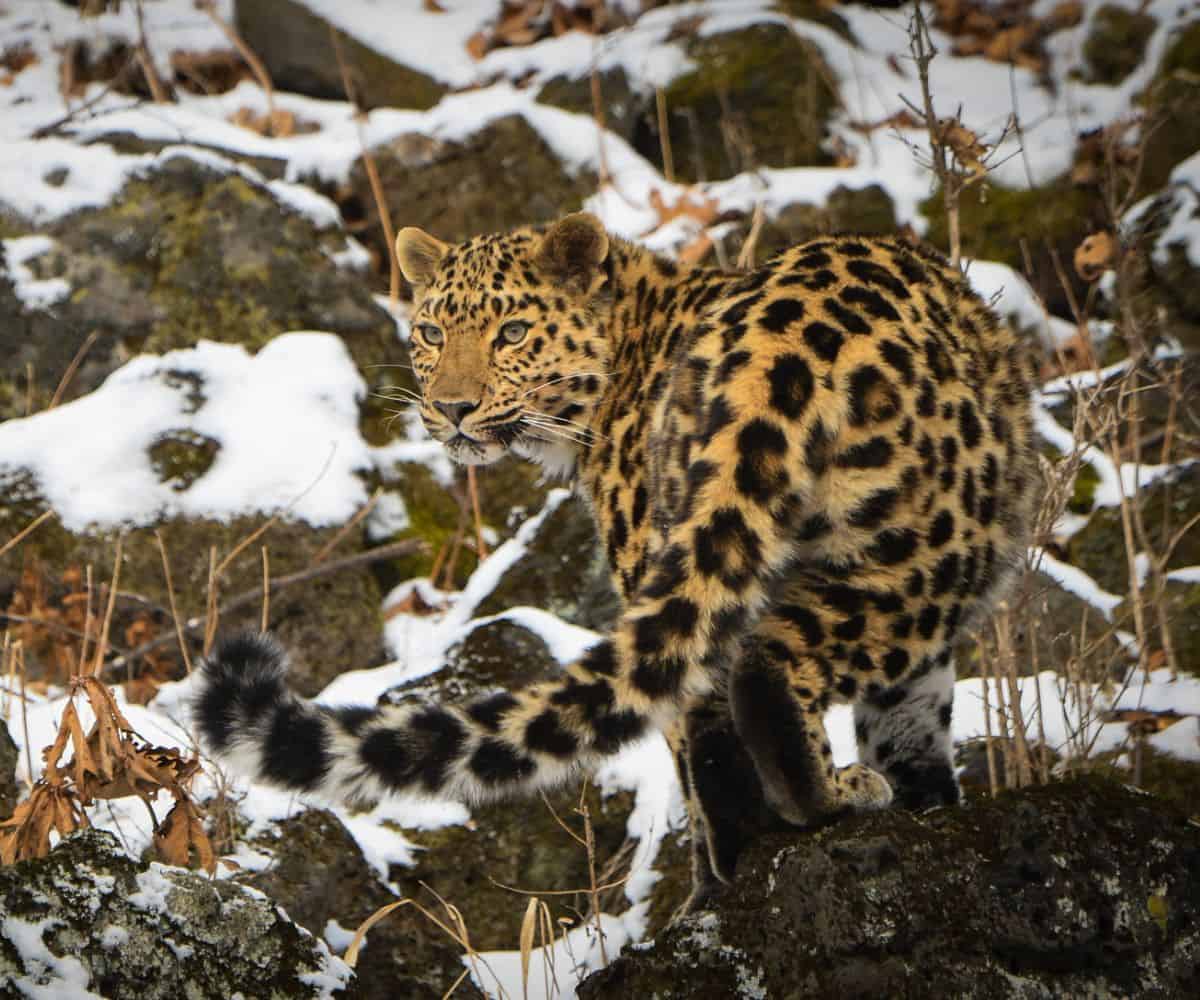 Remembering Leopards - A Luxury Travel Blog