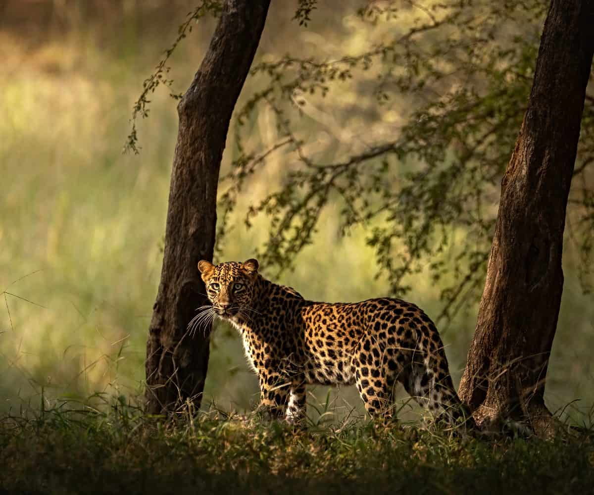 Remembering Leopards - A Luxury Travel Blog