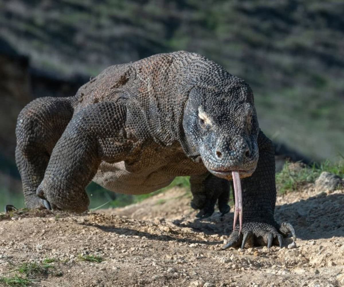 7 reasons to visit Komodo National Park on a luxury phinisi - A Luxury ...