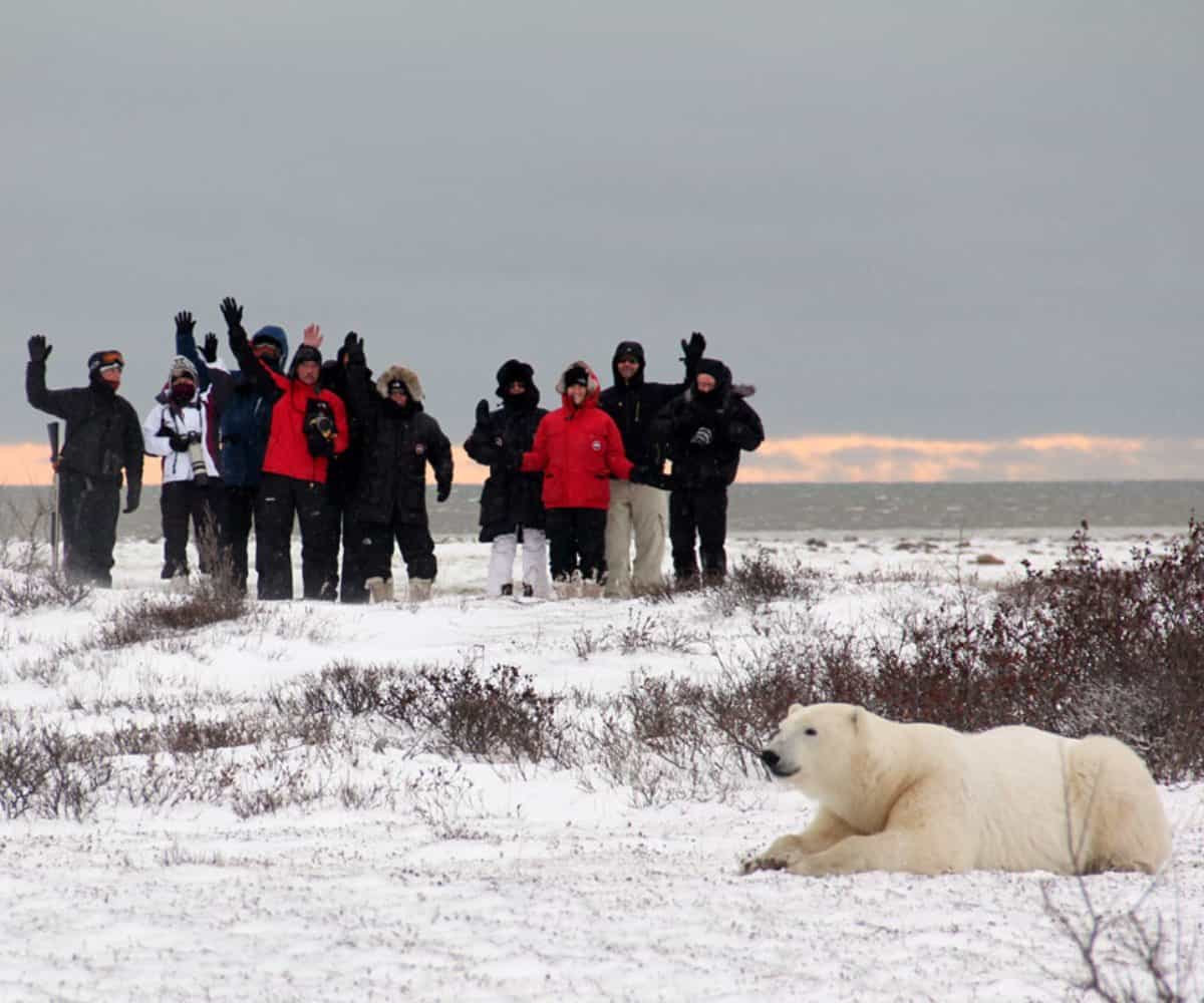 Churchill Wild: Where luxury meets polar bears – at ground level - A ...