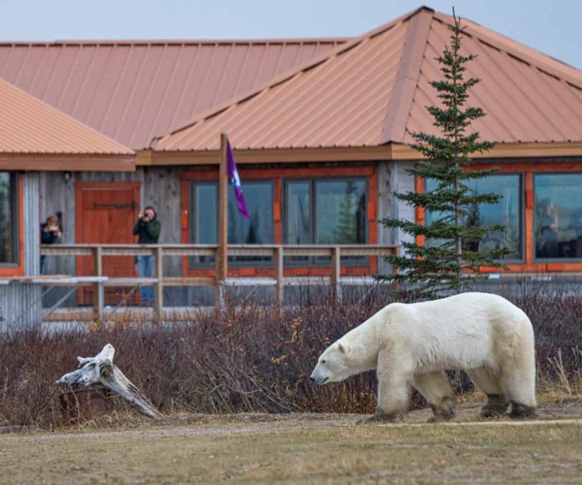 Churchill Wild: Where luxury meets polar bears – at ground level - A ...