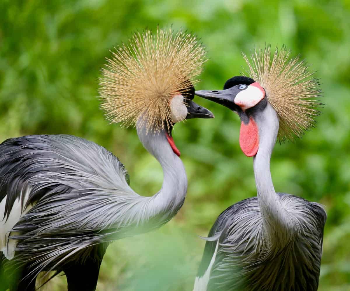 Exploring Uganda’s natural wonders with Rafiki Safaris - A Luxury ...