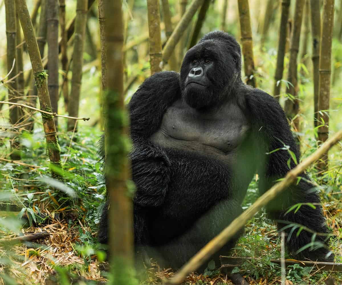 The top 5 luxury lodges for gorilla trekking - A Luxury Travel Blog
