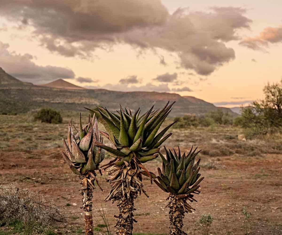 Samara Karoo: A unique experience in conservation and wilderness - A ...